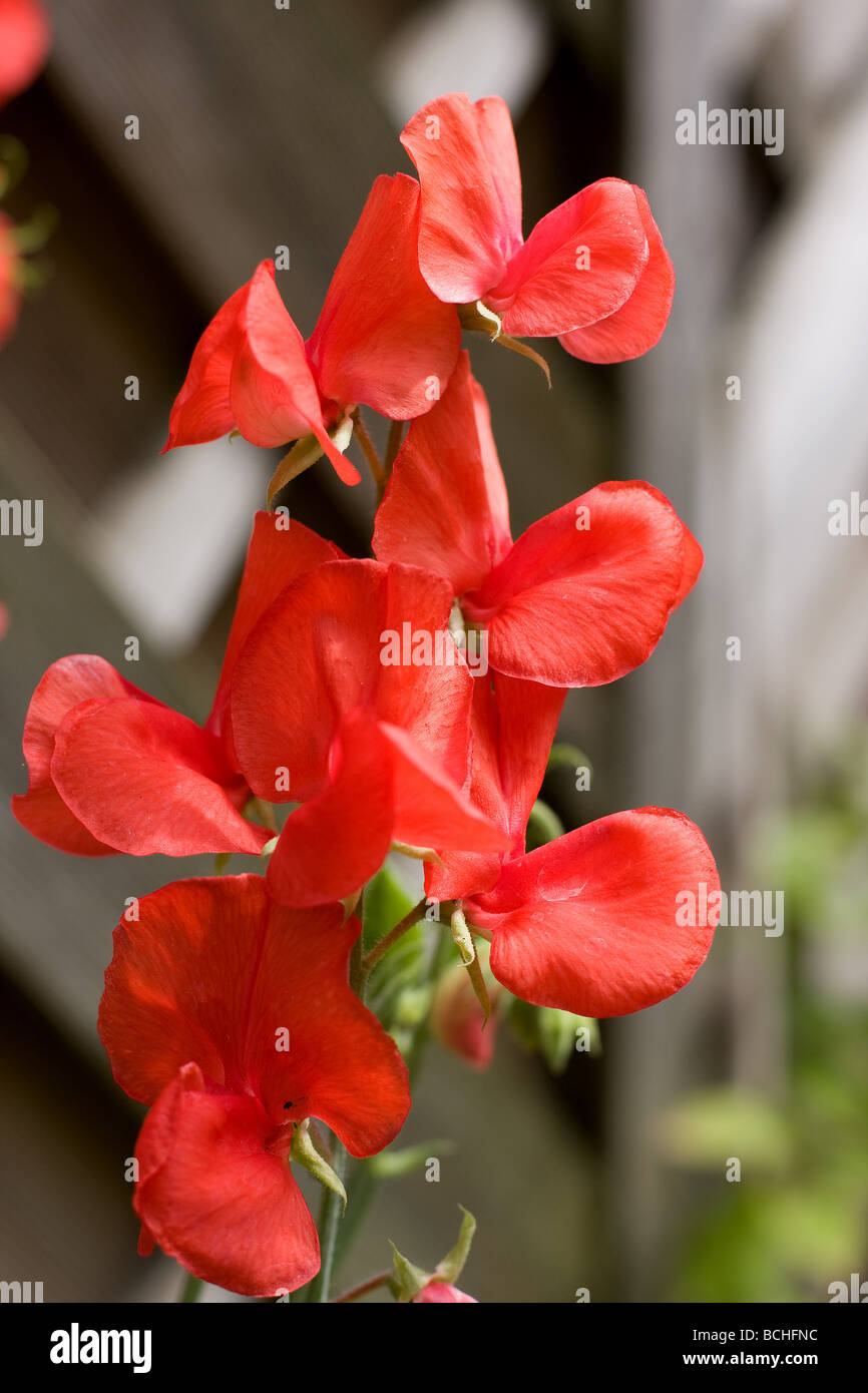 Air raid warden hi-res stock photography and images - Alamy