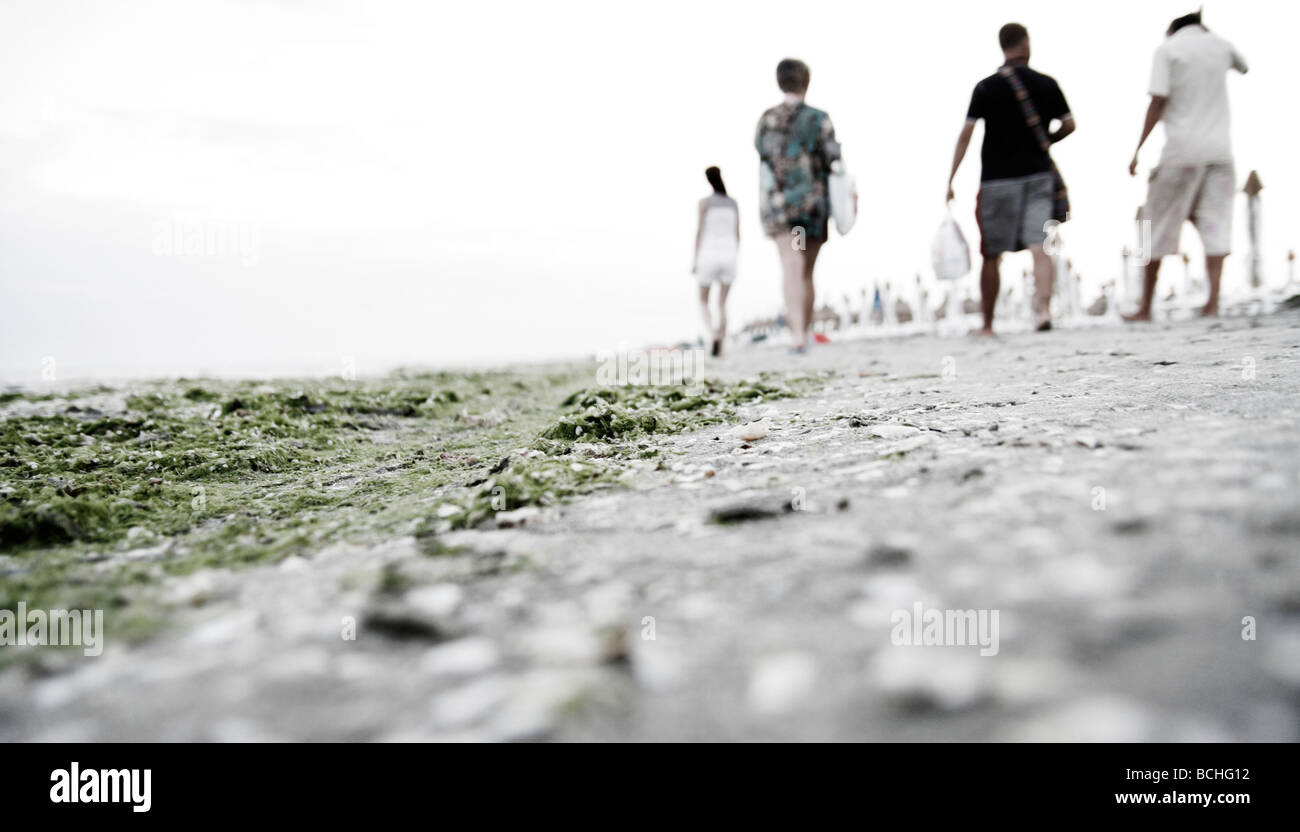 Beach with algae and shells Stock Photo - Alamy