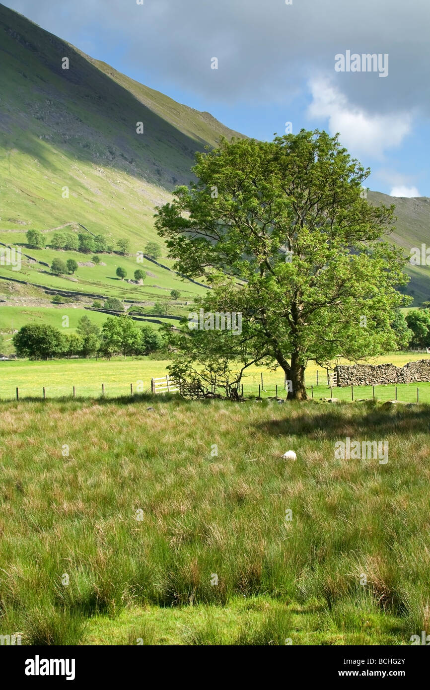 A Lakeland scene, Cumbria, The Lake District, UK Stock Photo - Alamy