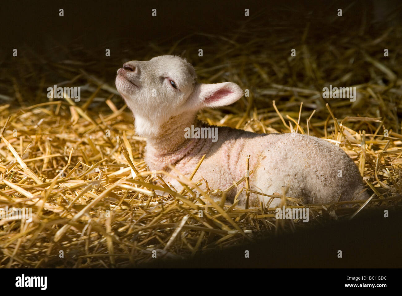 Close-up photo of a young lamb sitting down on a bed of straw enjoying ...
