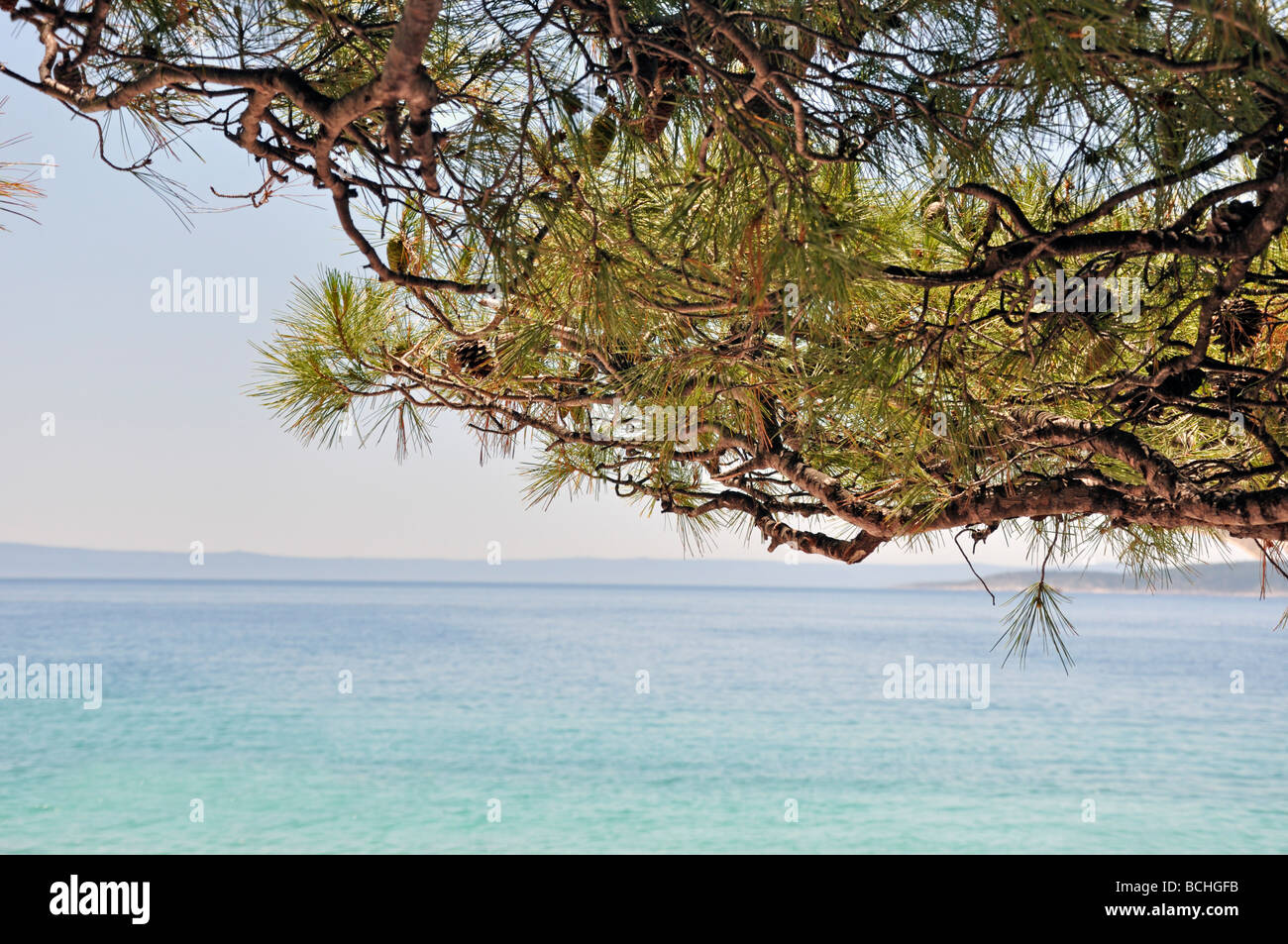 Sea pine tree croatia hi-res stock photography and images - Alamy