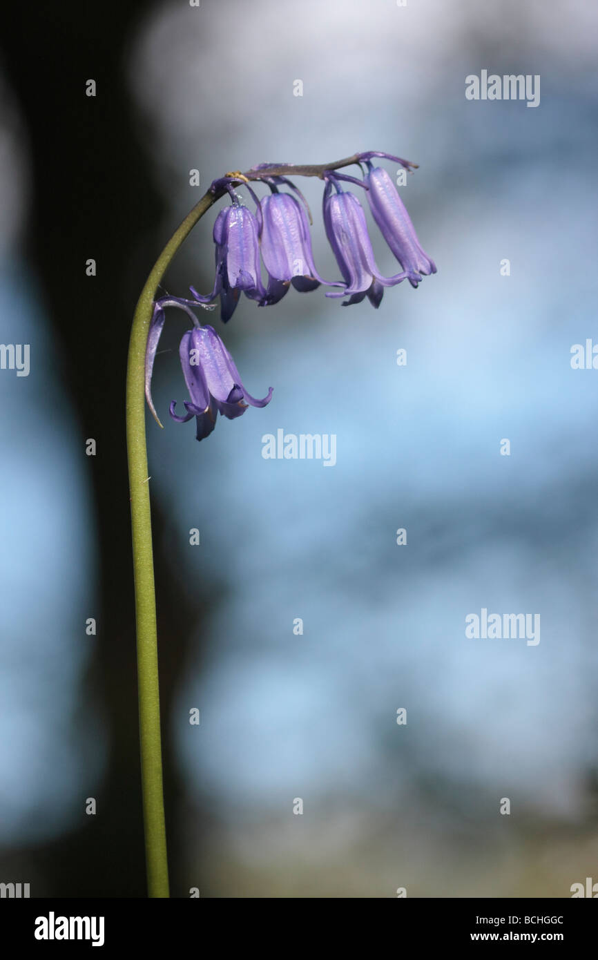 Bokeh in macro photographs hi-res stock photography and images - Alamy