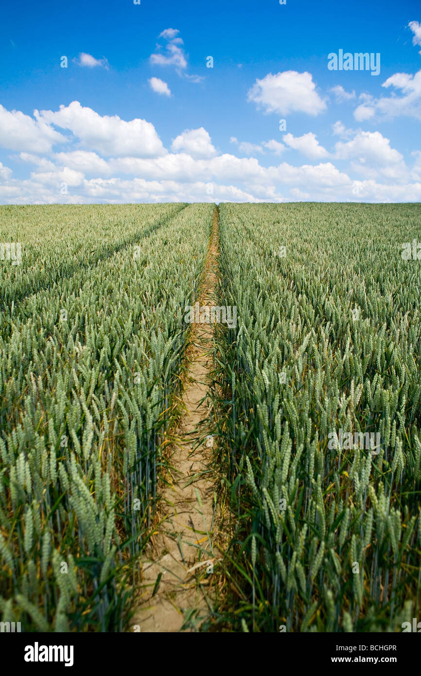 Path in wheat field hi-res stock photography and images - Alamy