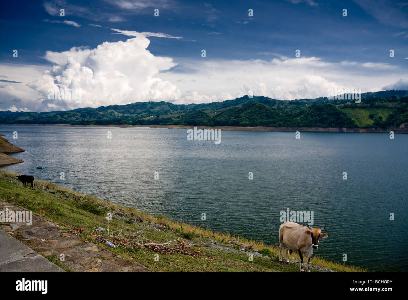 Bull blanco hi-res stock photography and images - Alamy