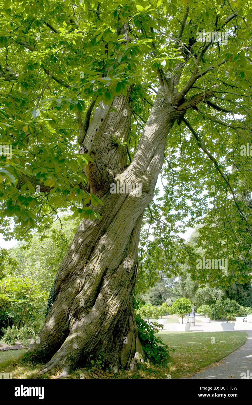 Sweet Chestnut Tree Bark High Resolution Stock Photography and Images ...