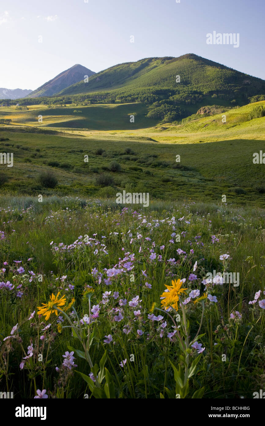 Wildflowers including Blue Flax and Mules Ear Sunflower family grow ...