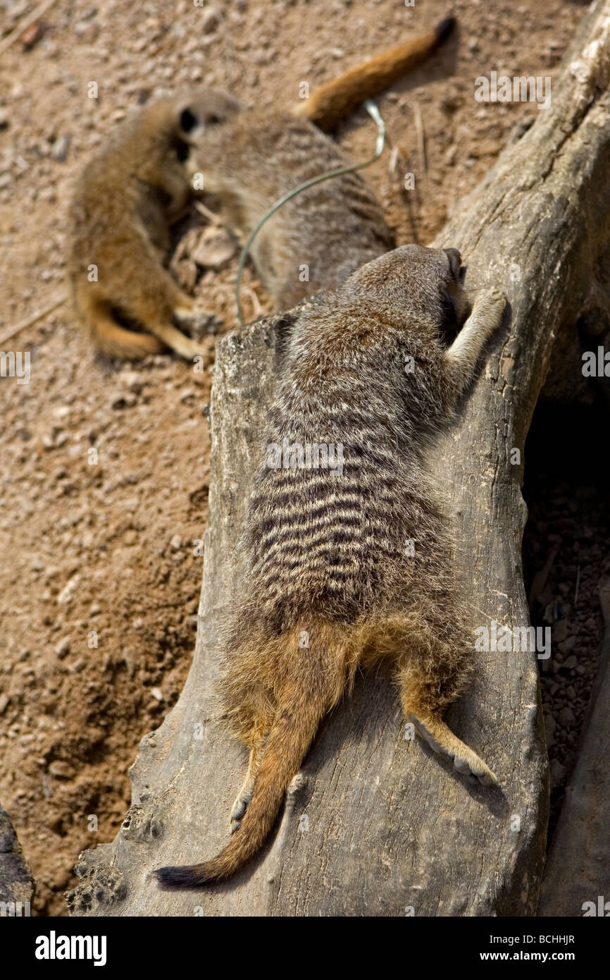 Compare the meercat hi-res stock photography and images - Alamy