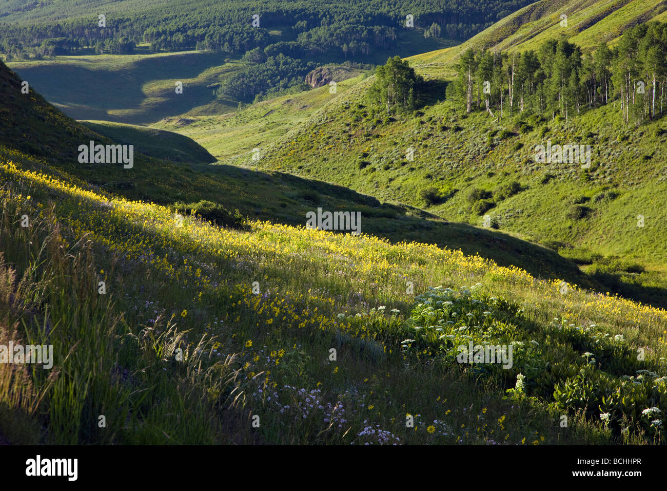 Wildflowers including Blue Flax and Mules Ear Sunflower family grow ...