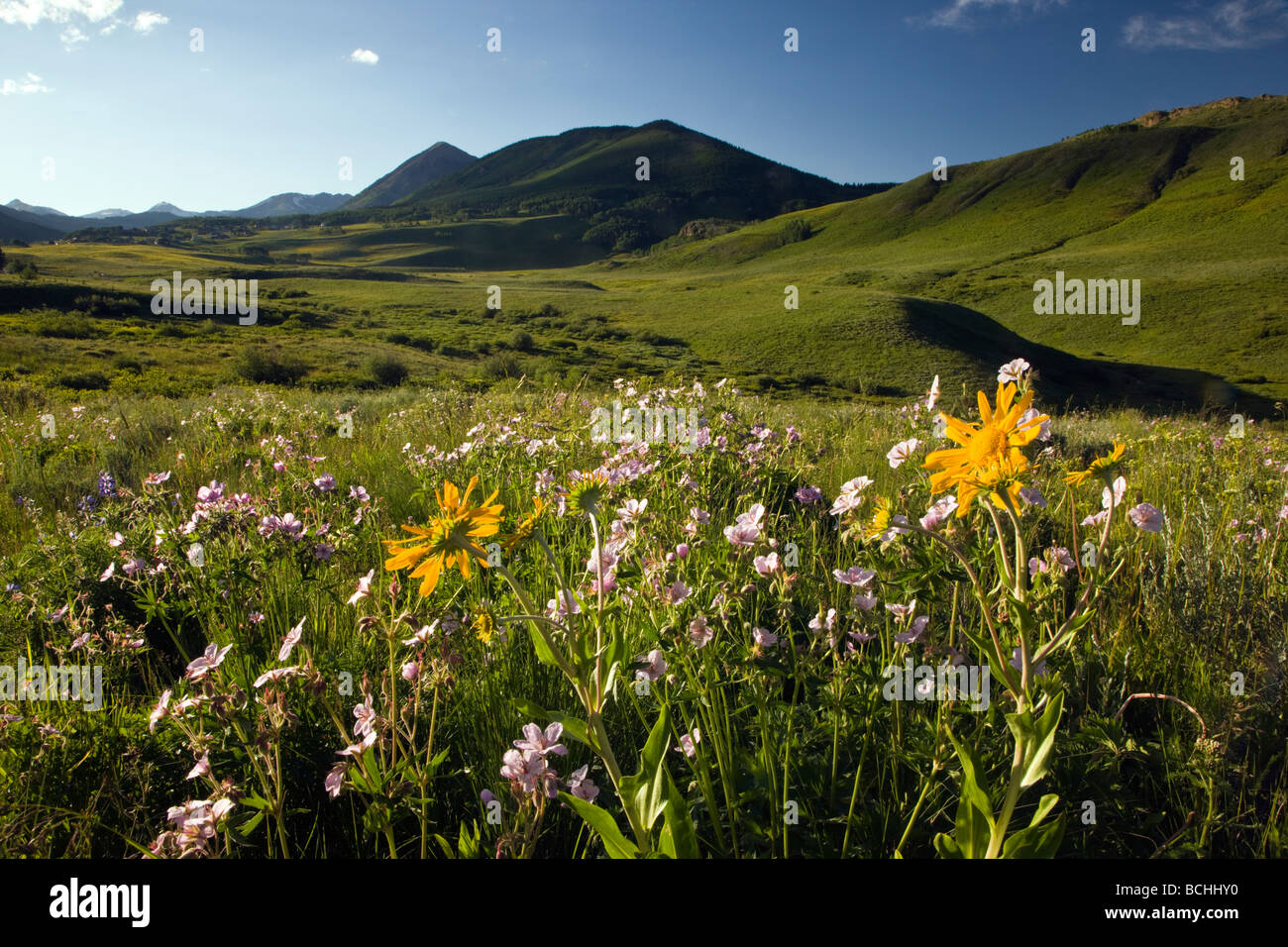 Wildflowers including Blue Flax and Mules Ear Sunflower family grow ...