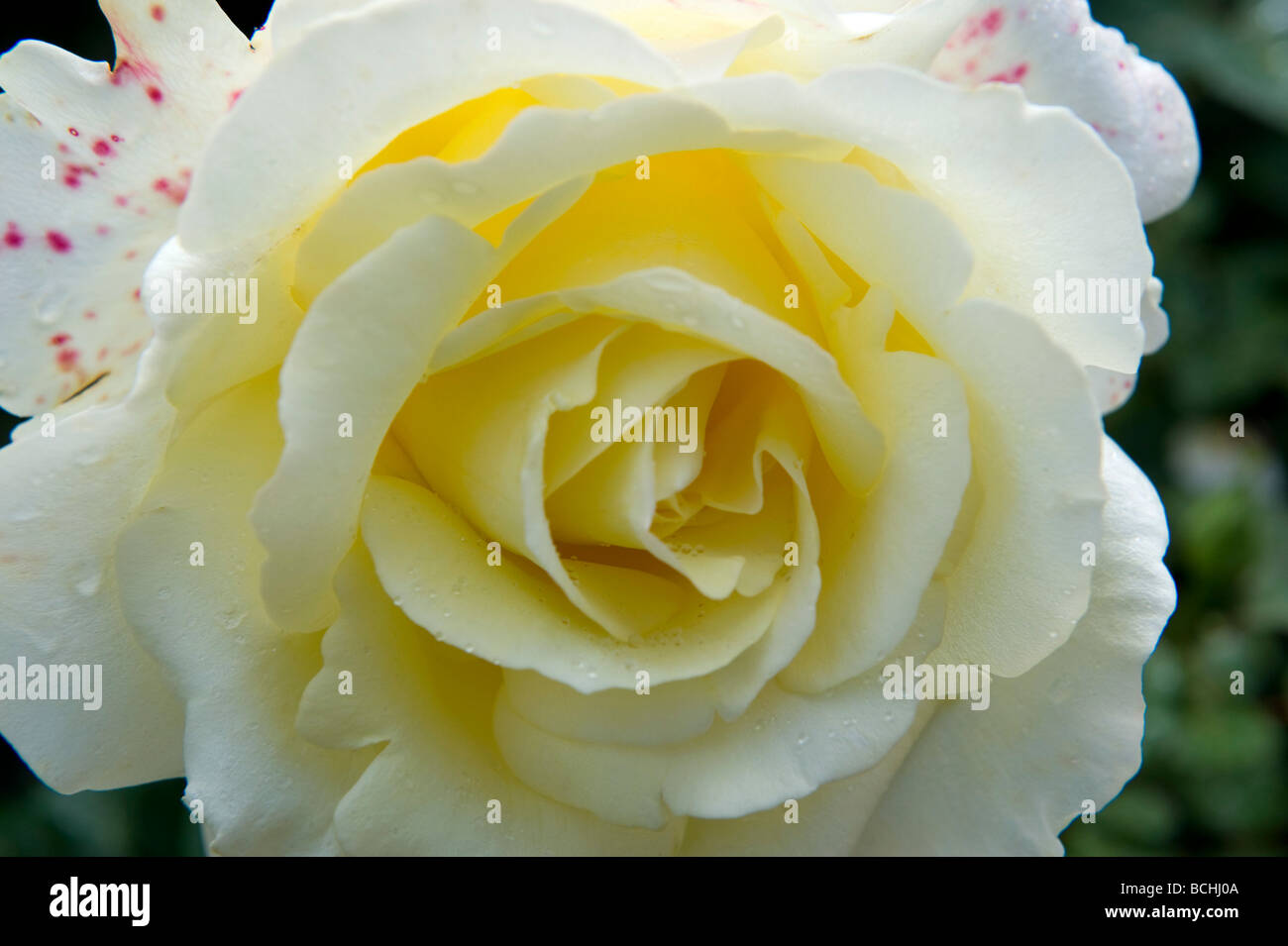 Double rose hi-res stock photography and images - Alamy