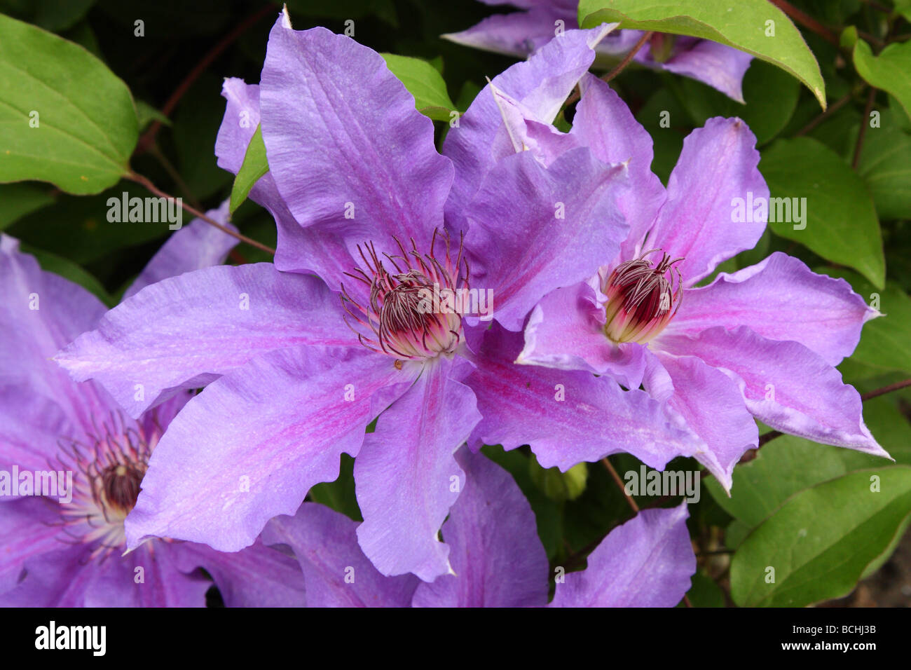 Clematis flower hi-res stock photography and images - Alamy