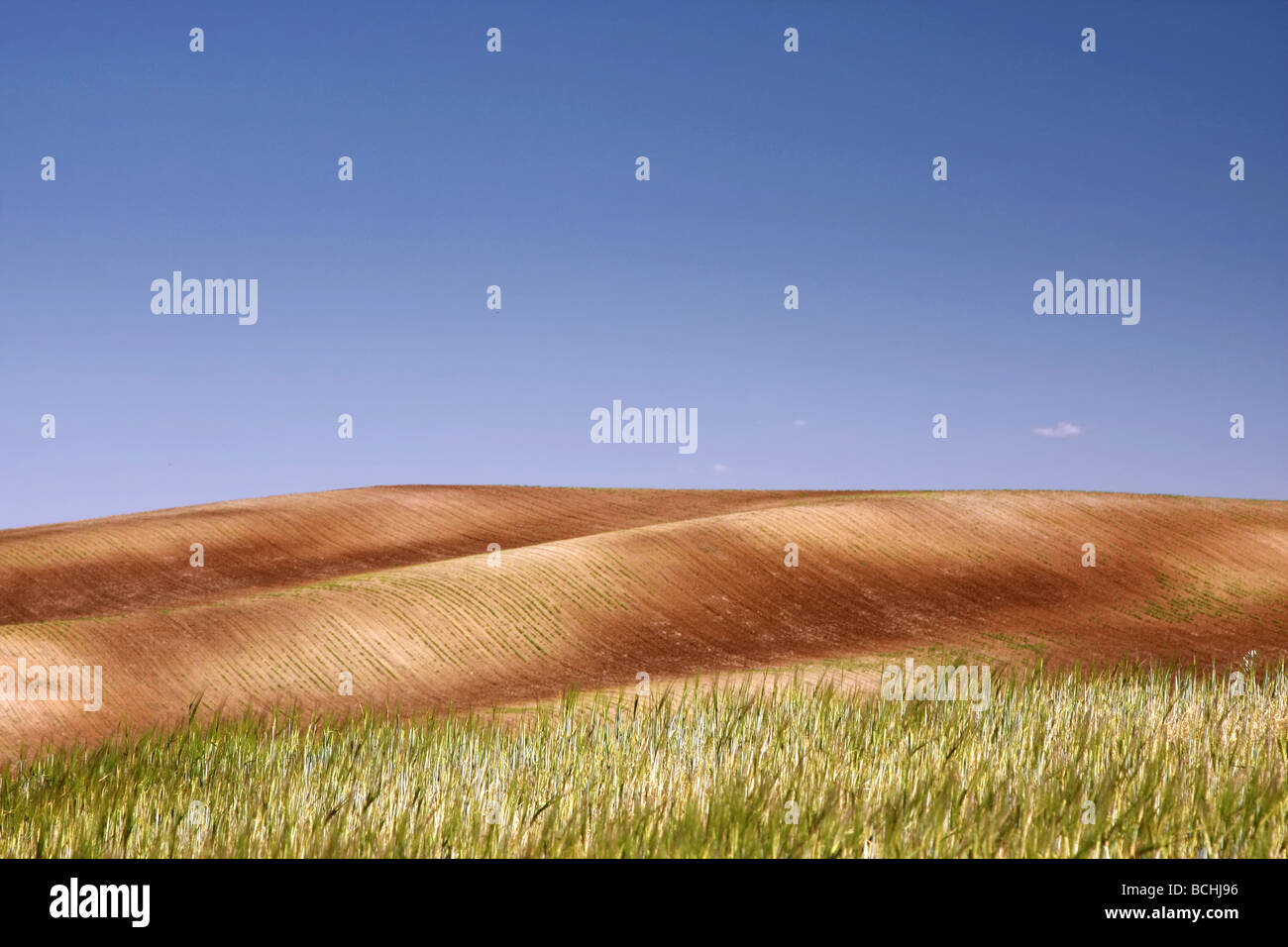 Landscape of a meadow wheat plantation Stock Photo - Alamy