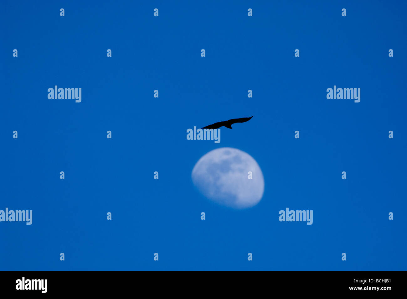 Moon griffon hi-res stock photography and images - Alamy