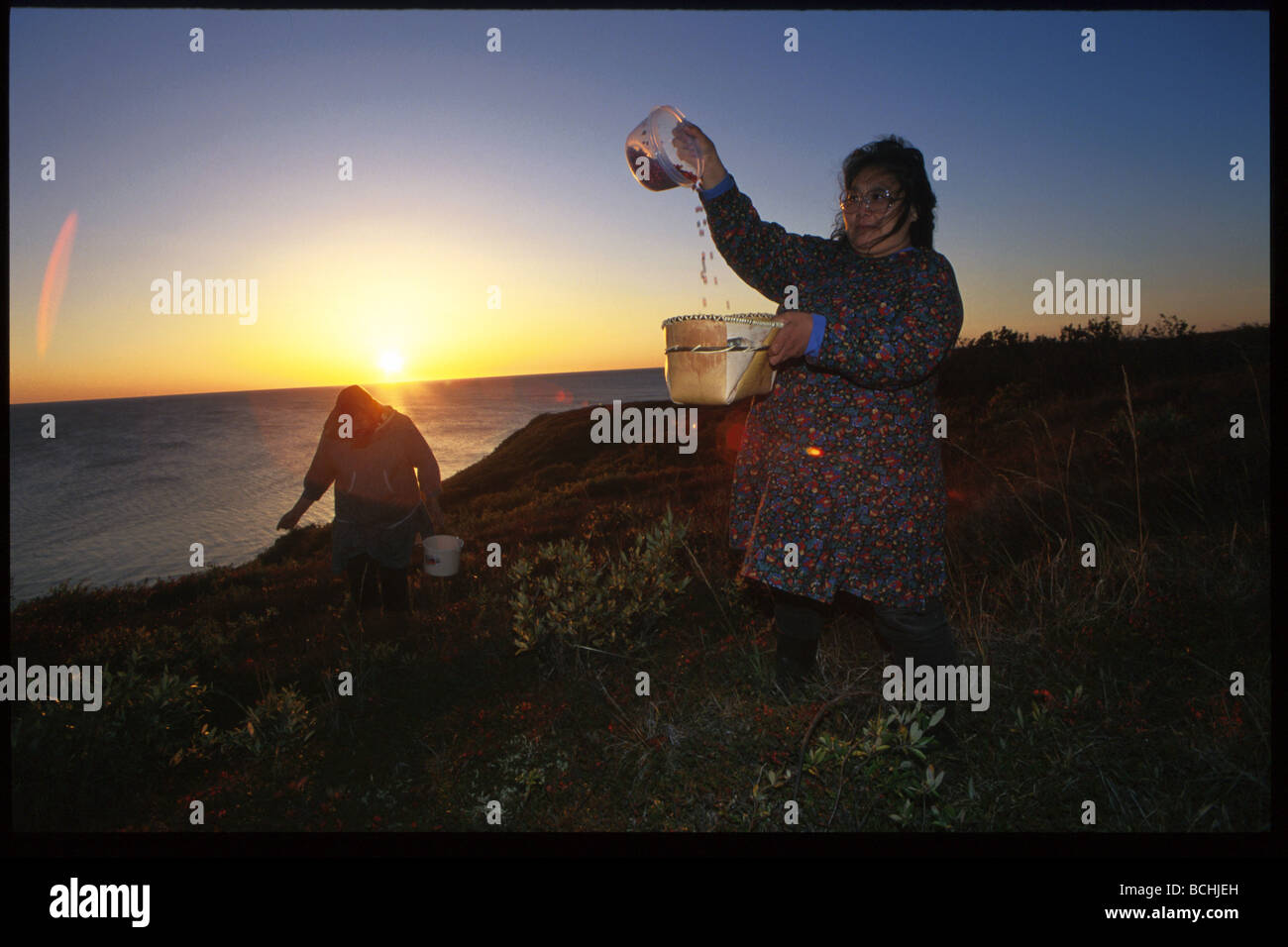 Berry picking alaska hi-res stock photography and images - Alamy