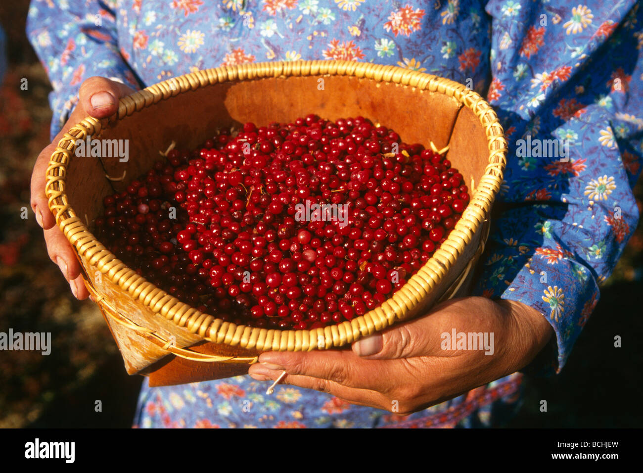 Lowbush Cranberries in Birch Basket held by Native woman portrait Stock ...