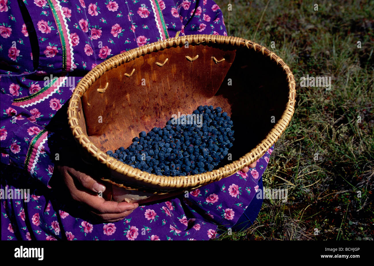 Berry Picking Alaska High Resolution Stock Photography and Images - Alamy
