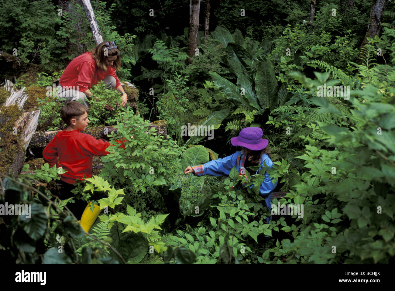 Berry picking alaska hi-res stock photography and images - Alamy
