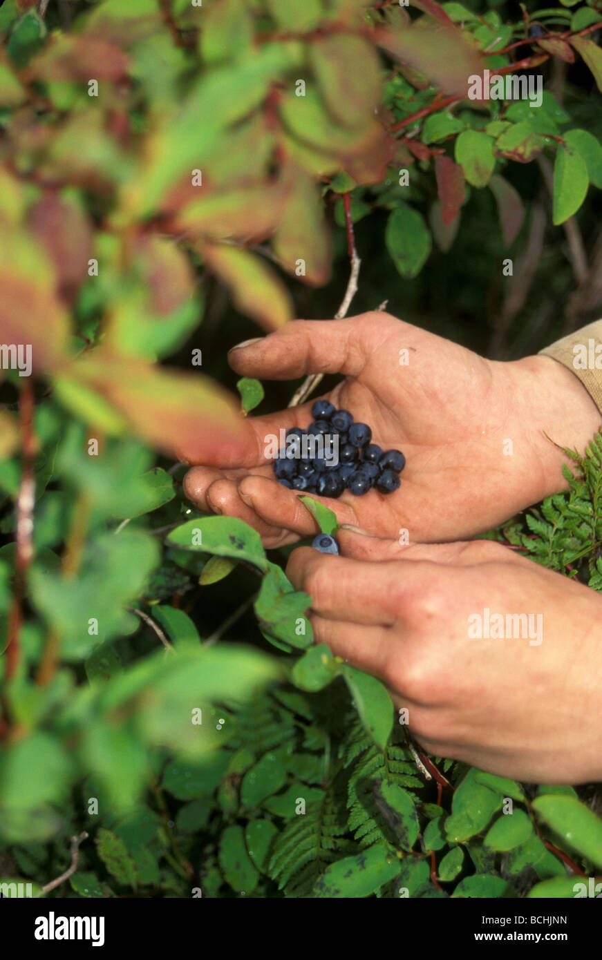 Alaska berry picking hi-res stock photography and images - Alamy