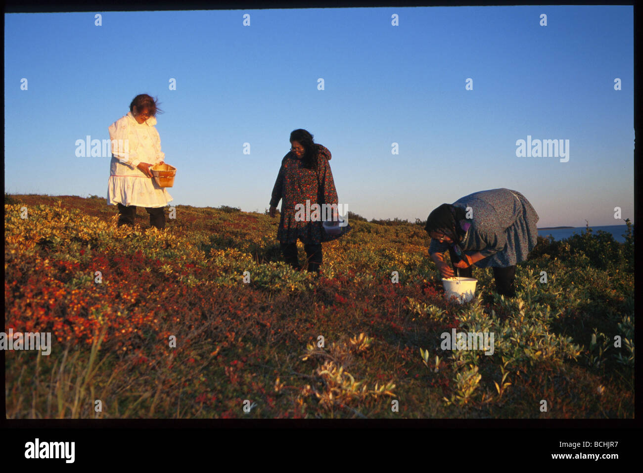 Native berry picking hi-res stock photography and images - Alamy