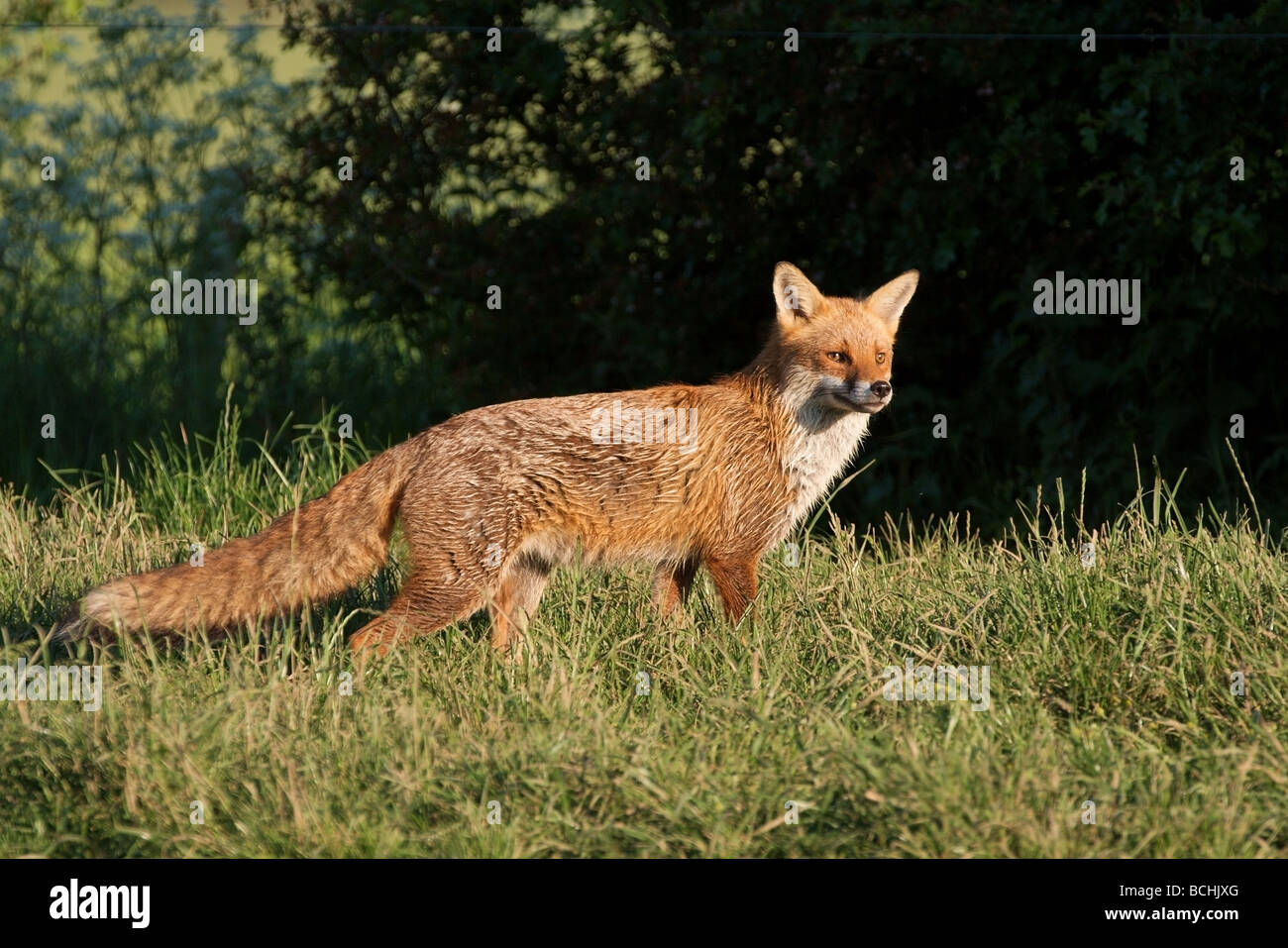 Fox shooting town hi-res stock photography and images - Alamy