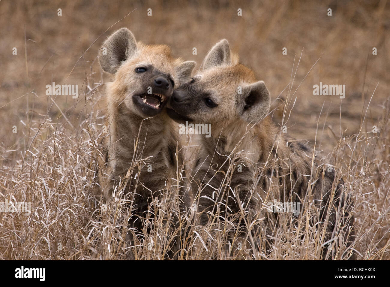 Hyena cubs hi-res stock photography and images - Alamy