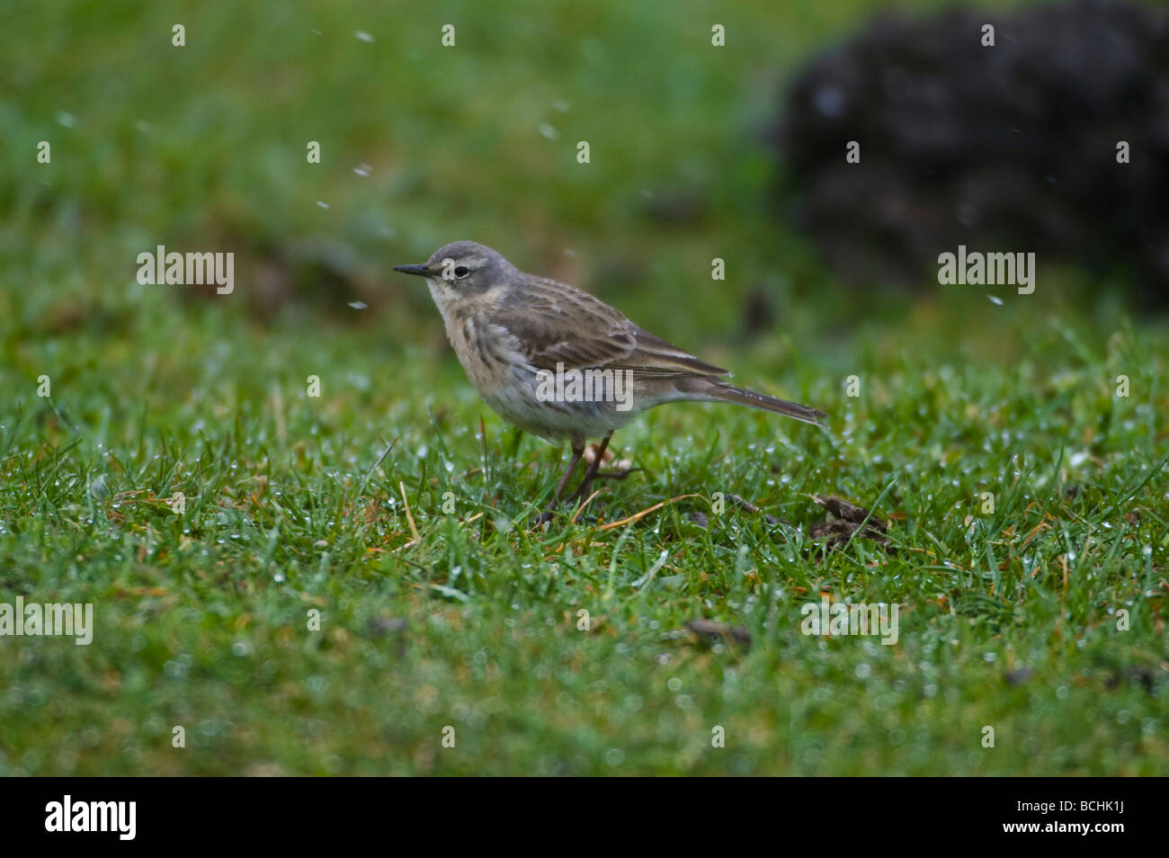 Water Pipit Anthus spinoletta feeding in meadow during a rain and snow ...