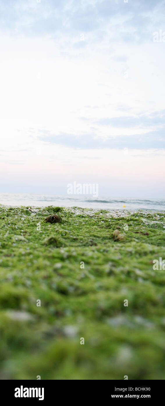Beach with algae and shells Stock Photo - Alamy