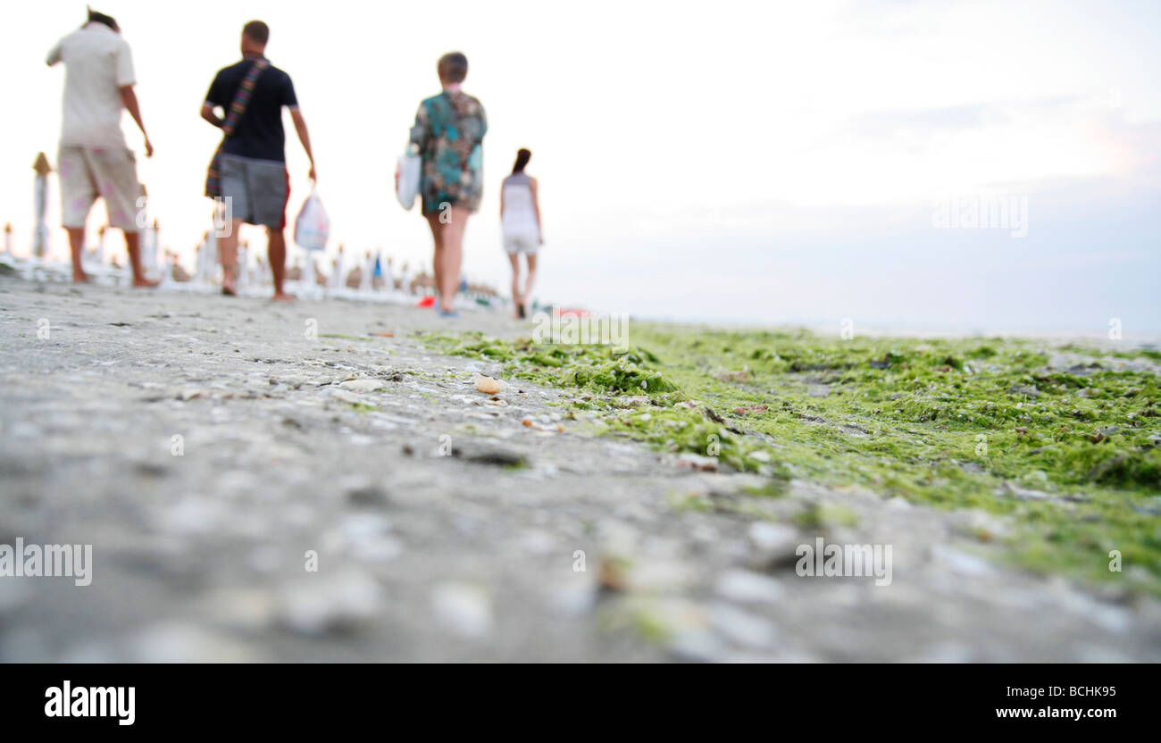 Algae beach glow hi-res stock photography and images - Alamy