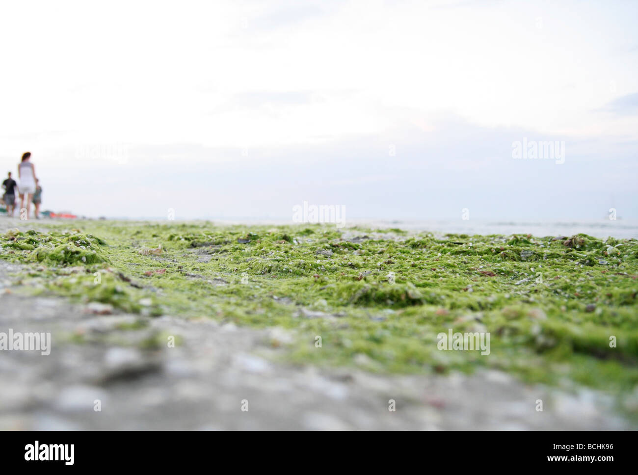 Untouched by shells hi-res stock photography and images - Alamy