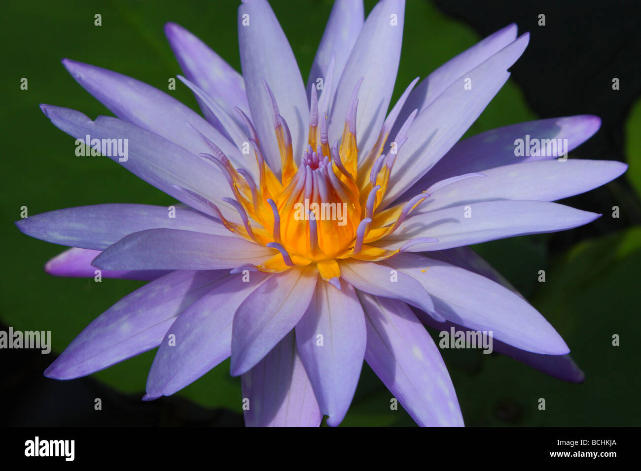 Purple violet lotus flower close up Stock Photo - Alamy
