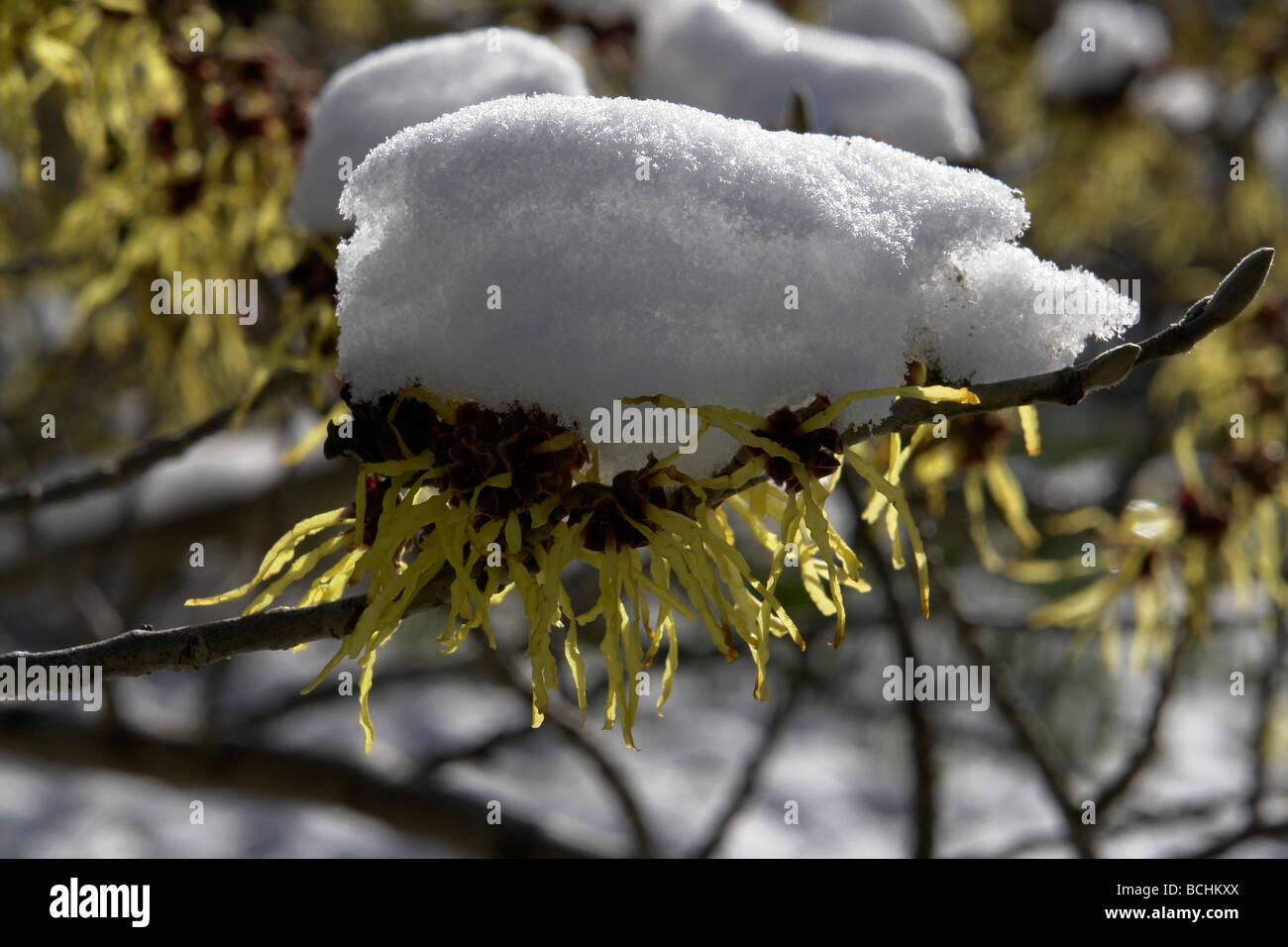 Hamamelidaceae Hamamelis mollis Oliver Pallida in Spring Stock Photo ...