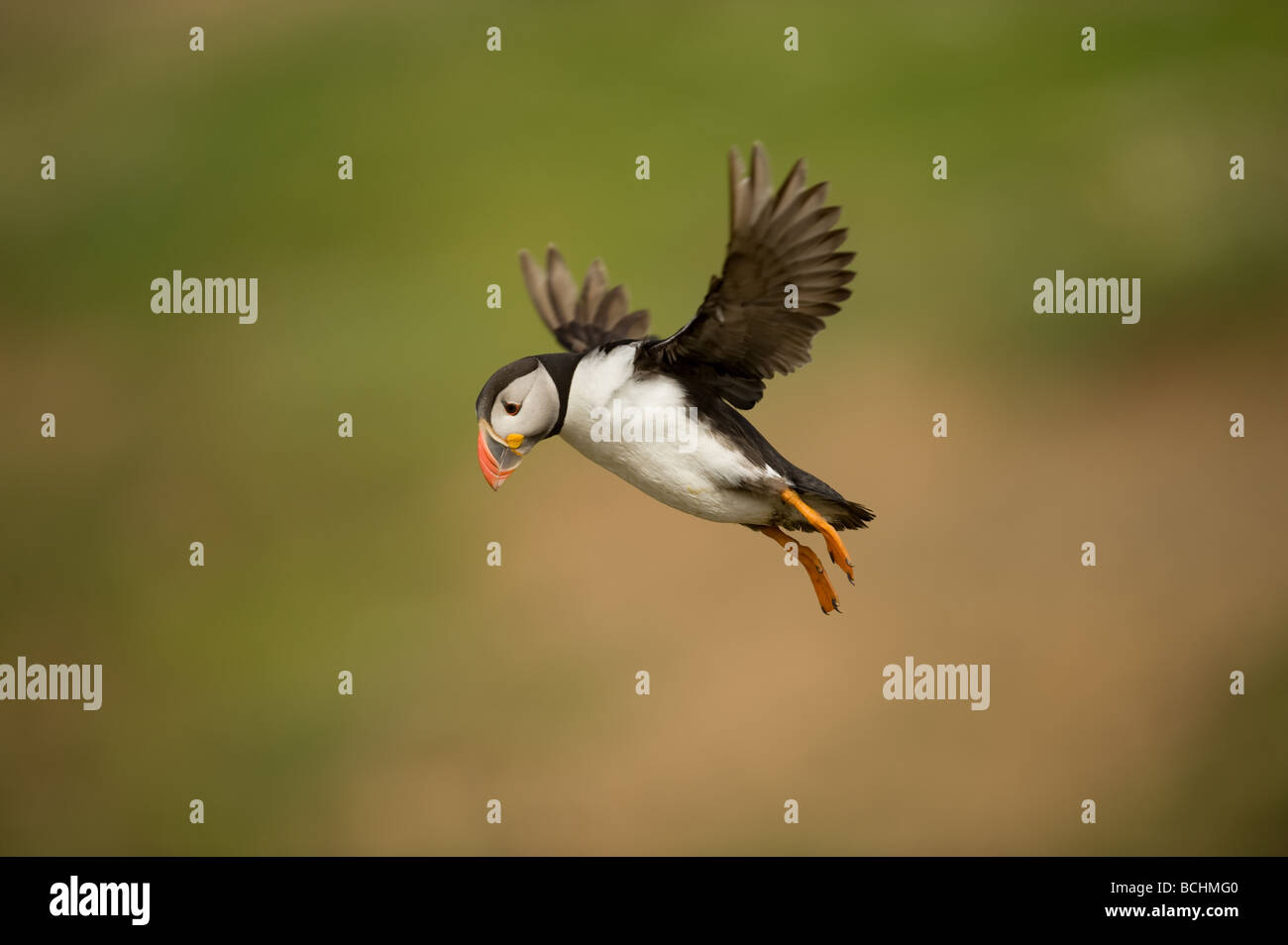 Puffin flying over sea with fish hi-res stock photography and images ...