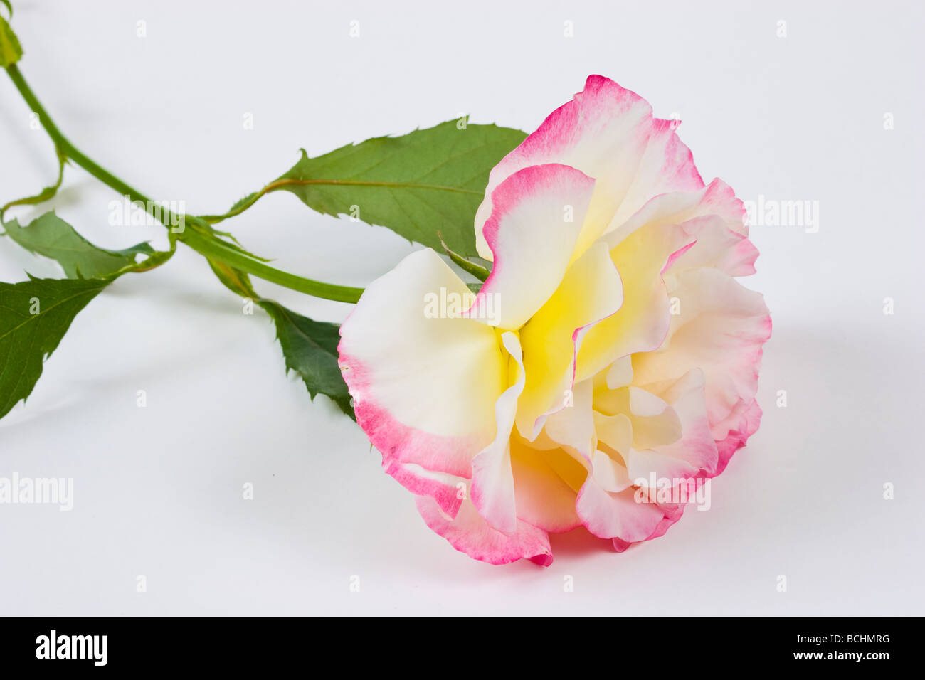 double delight single hybrid tea rose rose Stock Photo - Alamy
