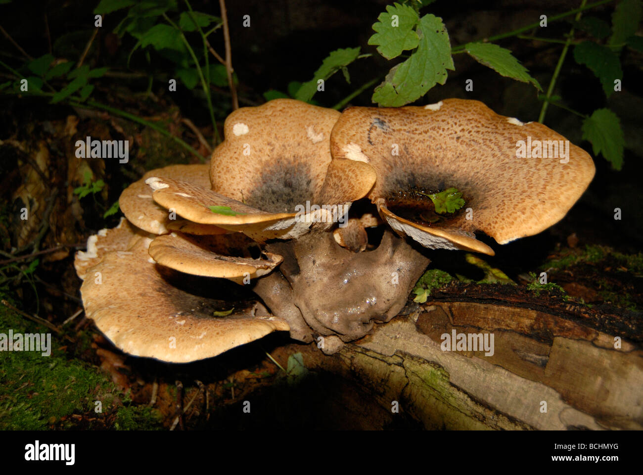 Large fungi hi-res stock photography and images - Alamy