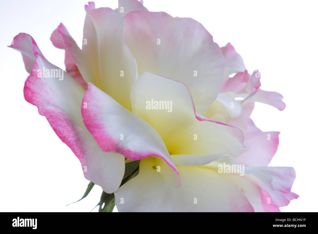 double delight hybrid tea rose flower Stock Photo - Alamy