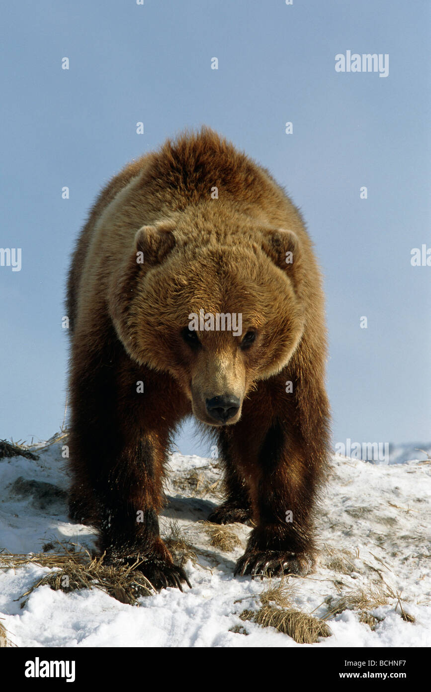 Adult Brown Bear Standing in Snow SC AK Captive Fall/nBig Game Alaska ...