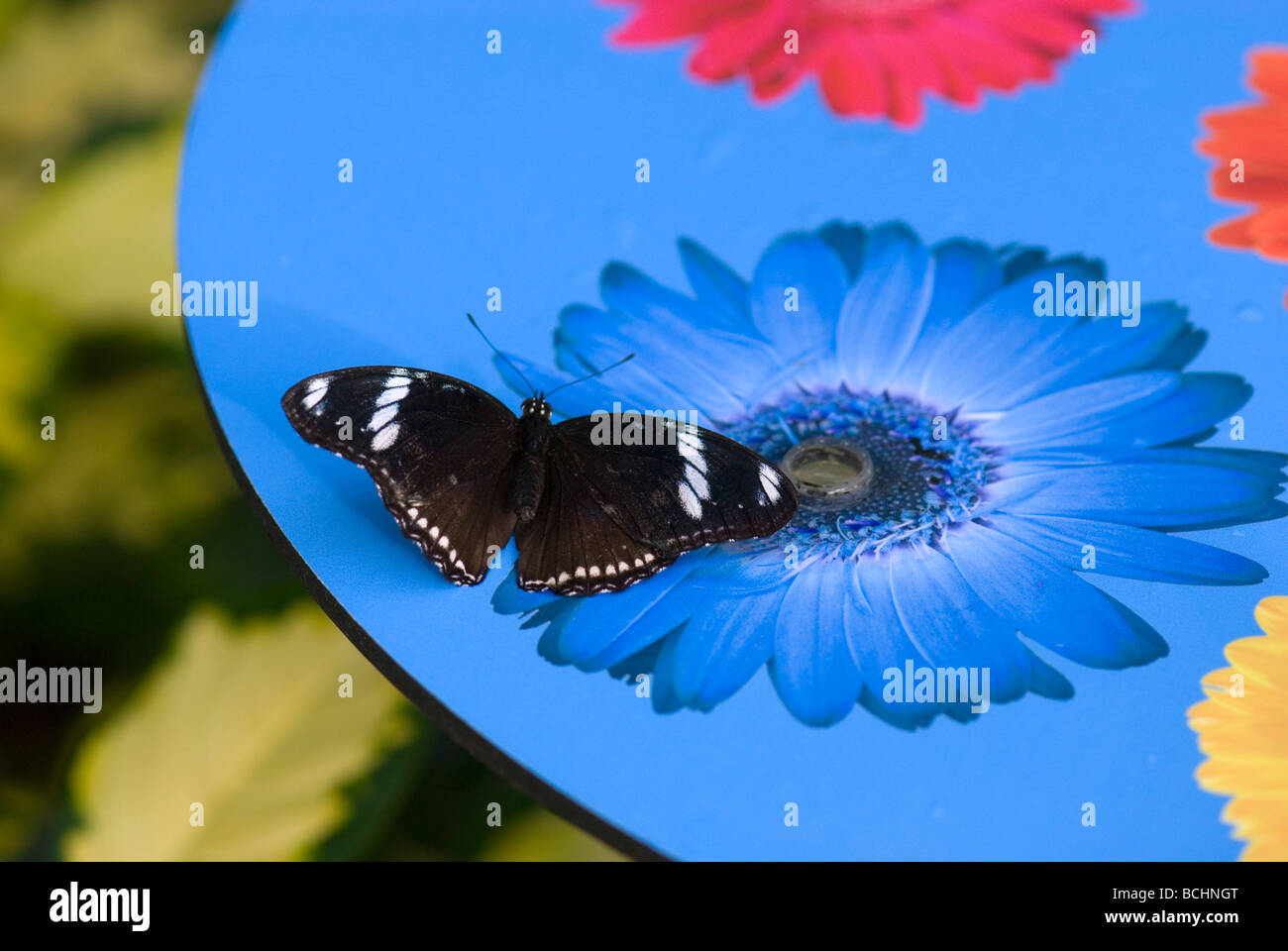 Butterfly portrait hi-res stock photography and images - Alamy