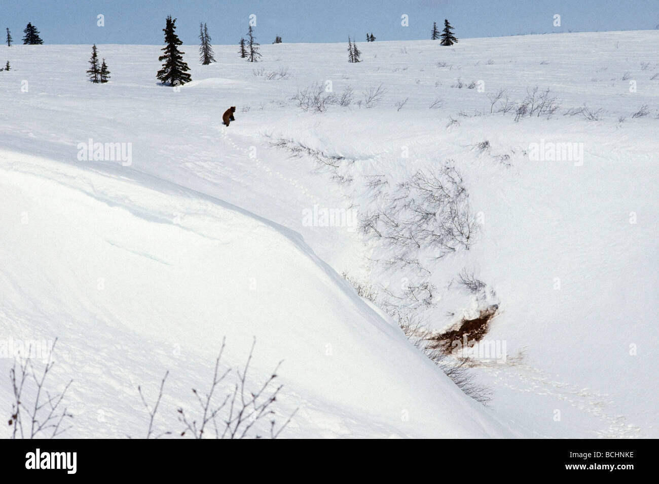 Grizzly brown bear den hi-res stock photography and images - Alamy