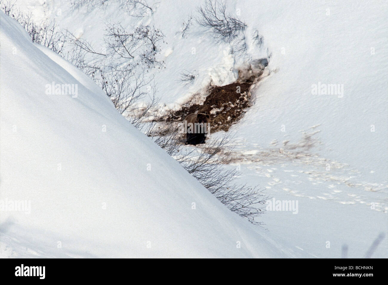 Grizzly brown bear den hi-res stock photography and images - Alamy