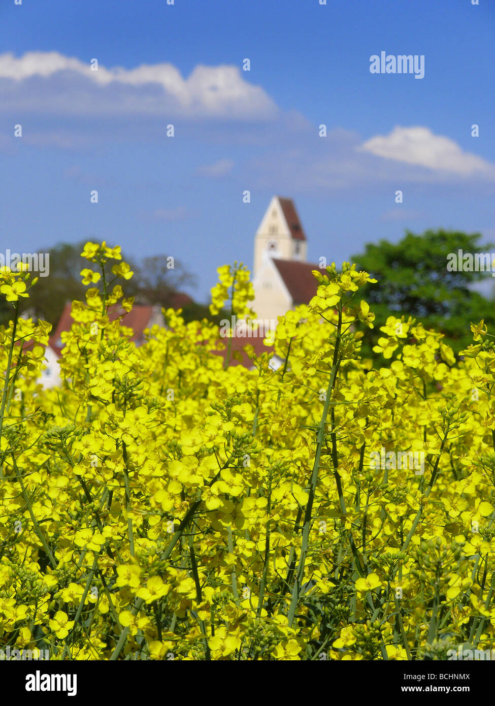 Canola oil field Stock Photo - Alamy