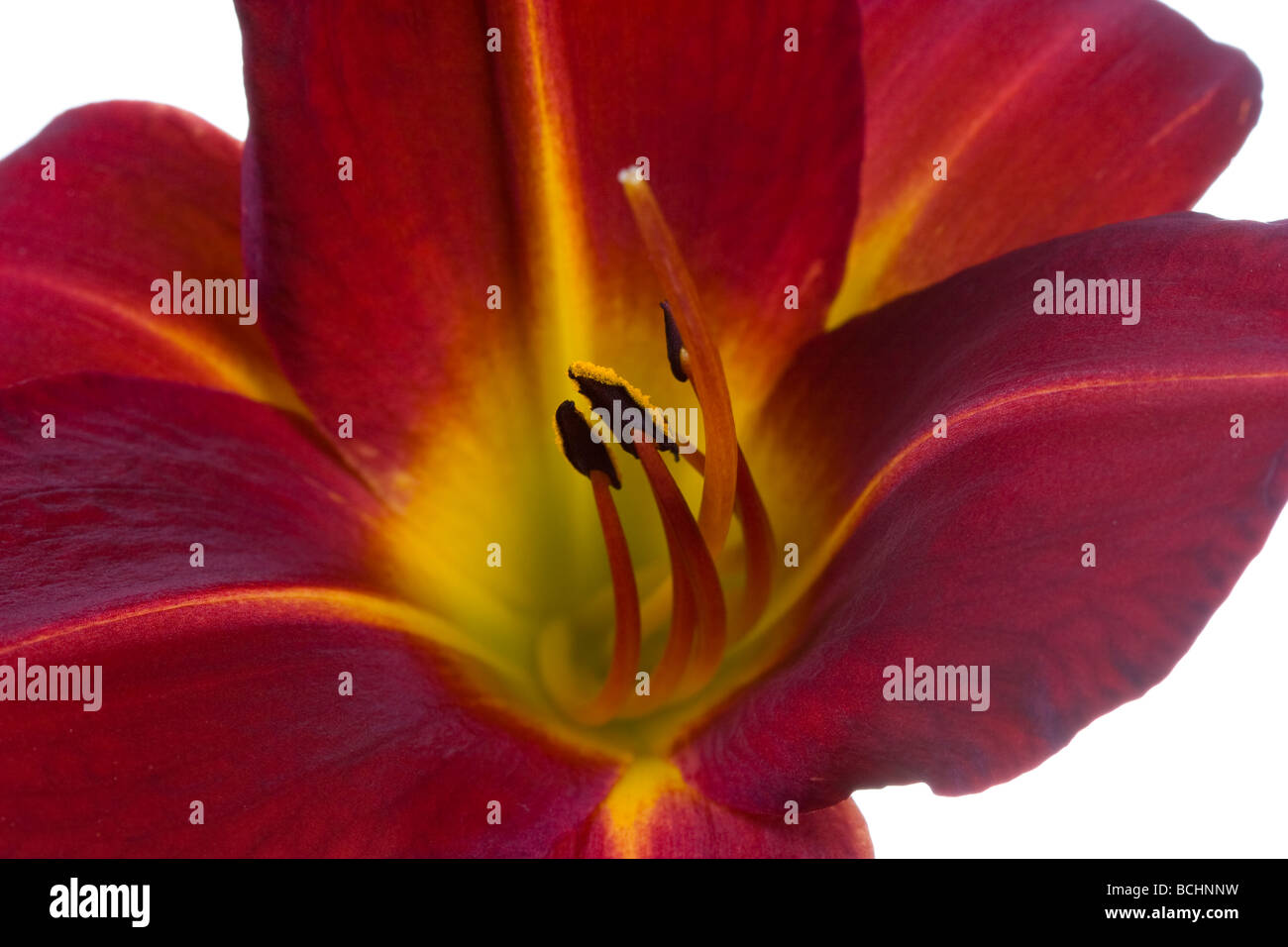 close up day lily flower Stock Photo - Alamy