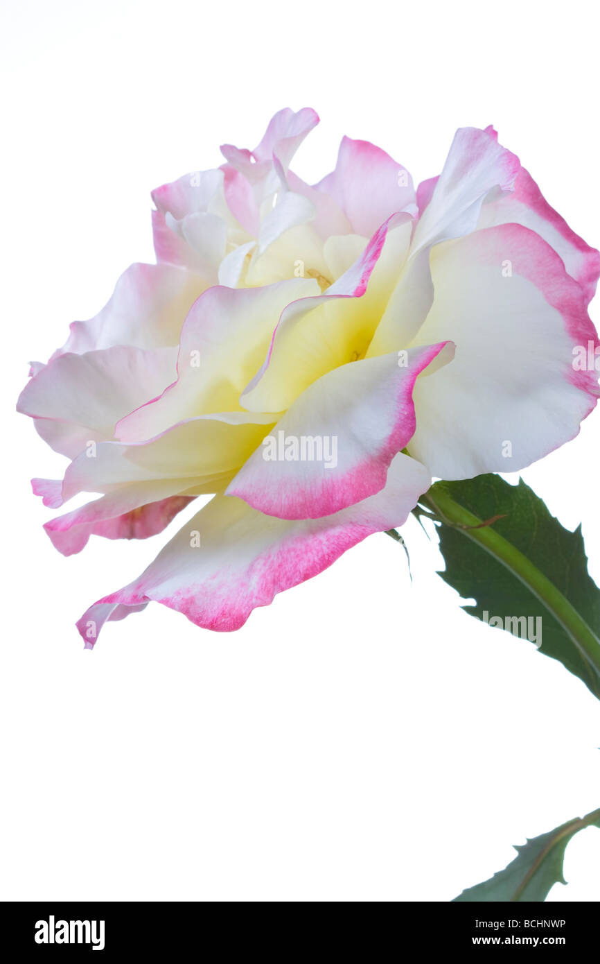 double delight hybrid tea rose Stock Photo - Alamy