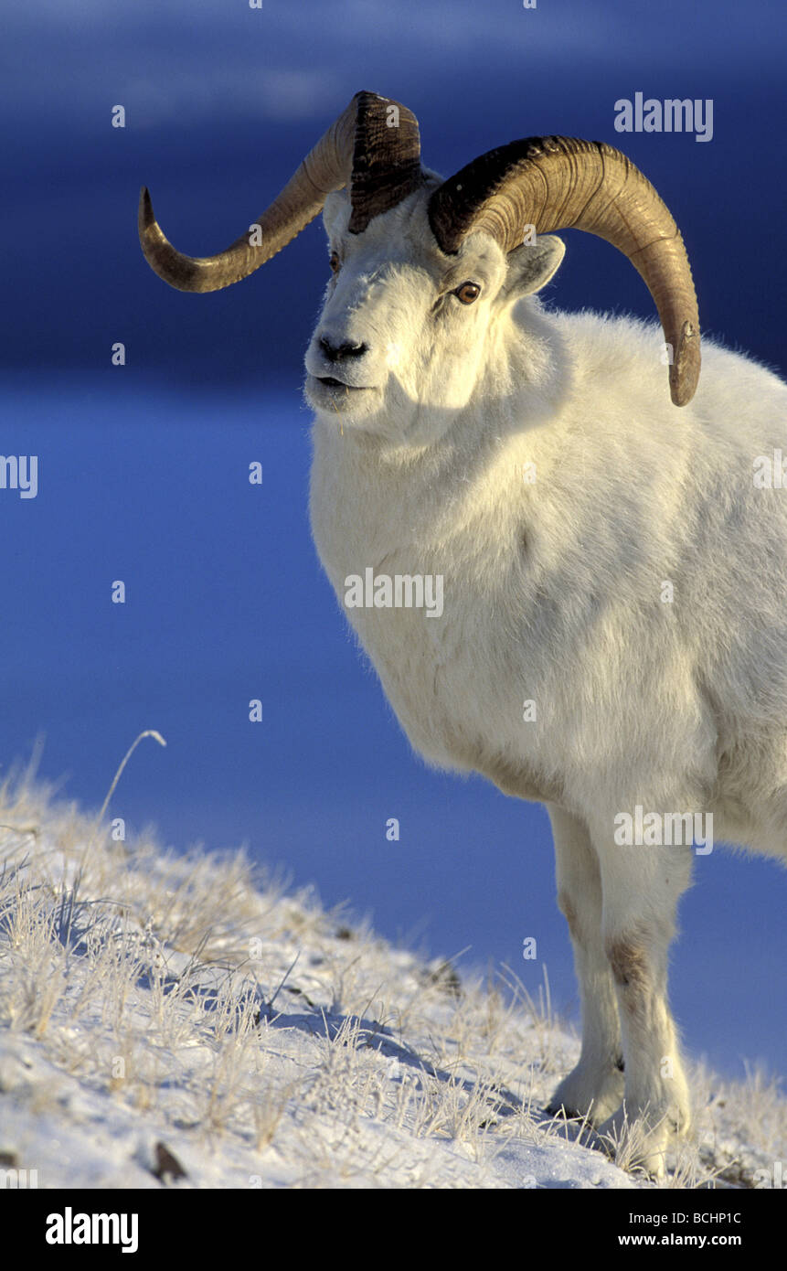 Dall Ram on Mountain Slope Winter Alaska Stock Photo - Alamy