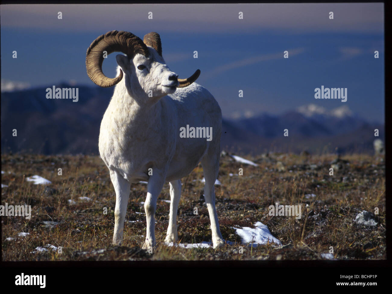 Dall Sheep Primrose Ridge area Denali NP Interior AK summer portrait ...
