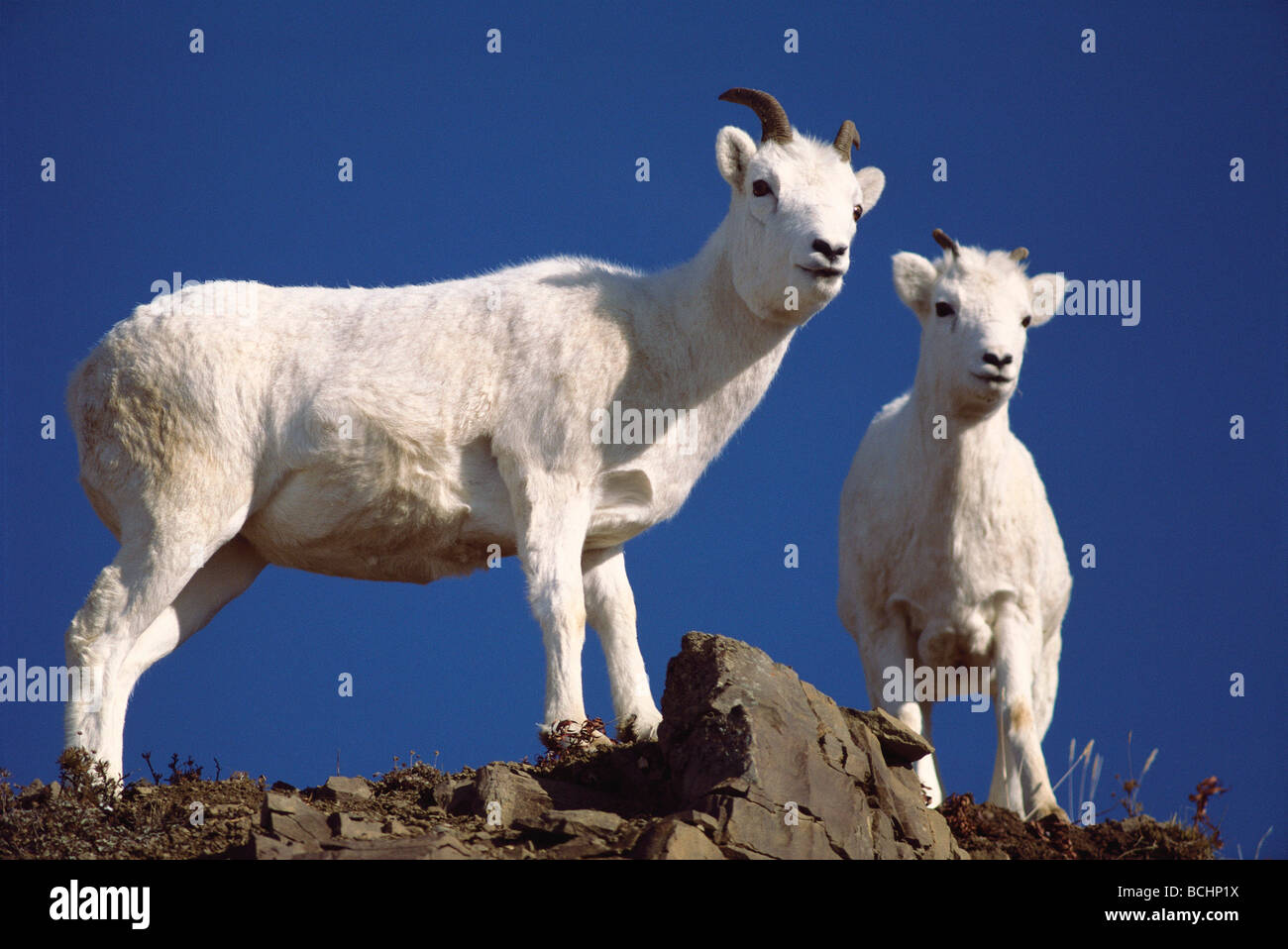 Dall sheep on rocky hi-res stock photography and images - Alamy