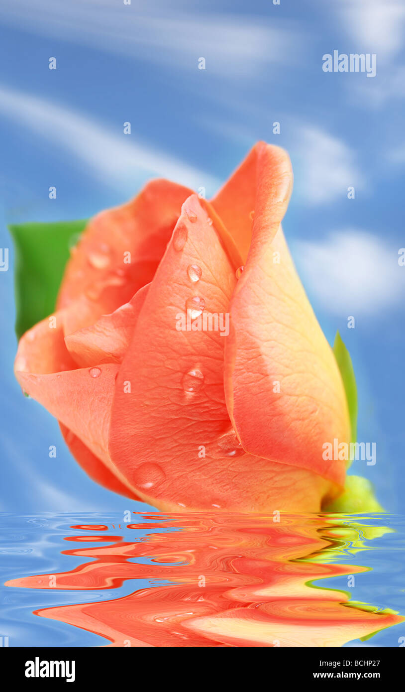 Pink Rose in water against blue background Stock Photo - Alamy
