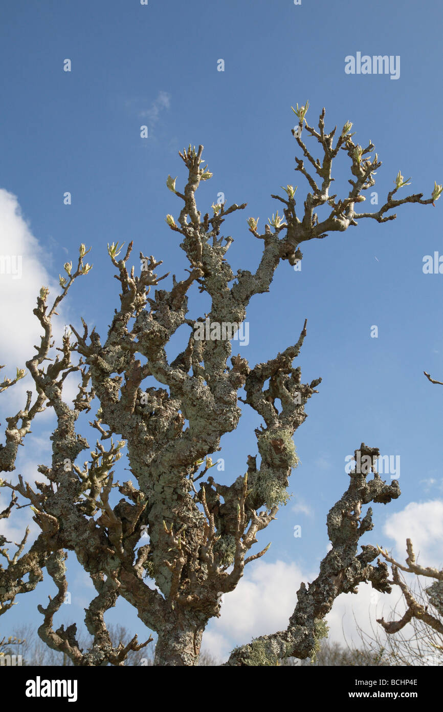 Heavily pruned pear pear tree js breaking into flower Stock Photo - Alamy