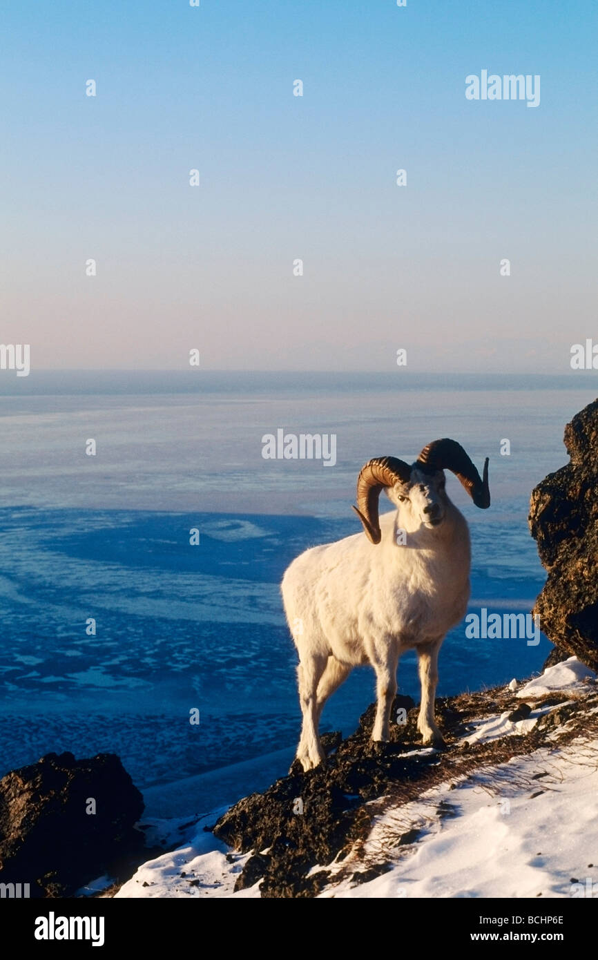 Dall Sheep Standing on Ridge Chugach Mts Cook Inlet Southcentral Alaska ...