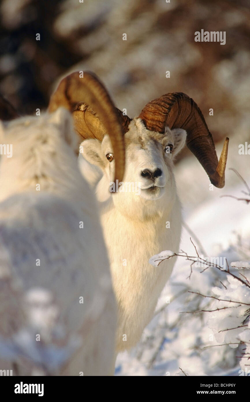 Dall Sheep ram in the rut winter portrait Stock Photo - Alamy
