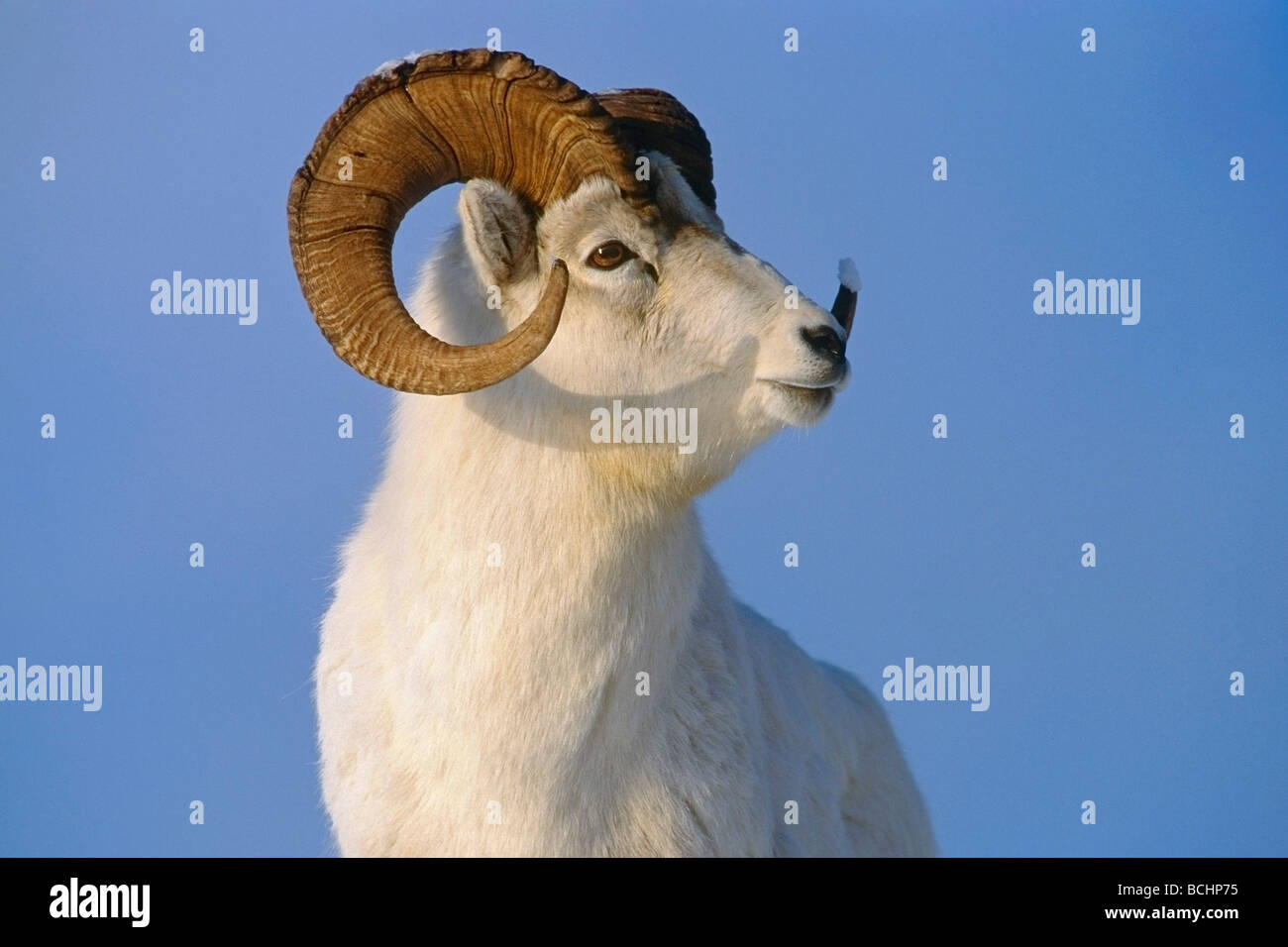 Dall Sheep ram after recent rut winter portrait Stock Photo - Alamy